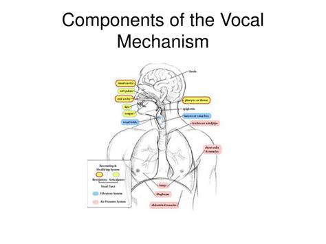 Ppt Vocalization Powerpoint Presentation Free Download Id3367888
