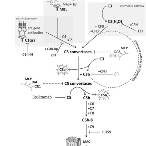 Pdf The Complement Cascade And Renal Disease Pdf The Complement Cascade And Renal Disease
