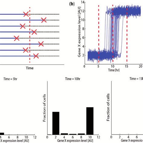 Relations Between Timing Variability And Phenotypic Variability A