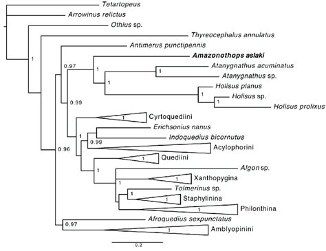 Majority Rule Consensus Tree From The Bayesian Analysis Of Jenkins Shaw