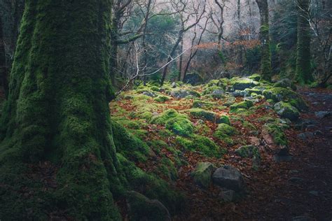 Stanley Ghyll Force Lake District Spring — Ian Cylkowski Photography Photography