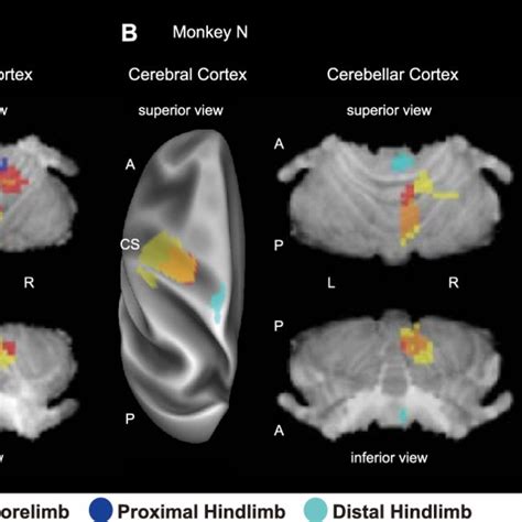 Summary Of Somatotopic Organization In The Cerebellum Revealed With