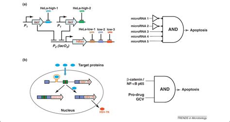 Customizing Cell Signaling Using Engineered Genetic Logic Circuits