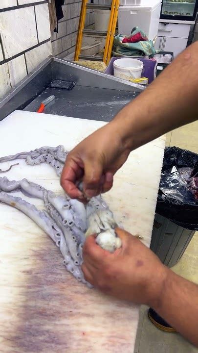 اختاپوس با هشت پا 🐙 Youtube