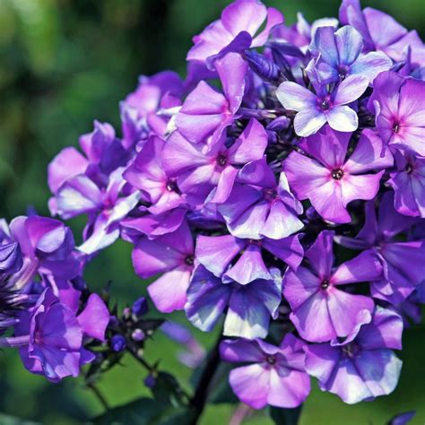 Phlox Drummondii Blue