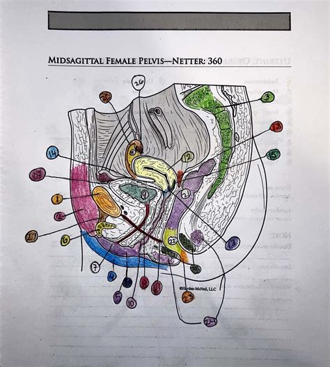 Midsagittal Female Pelvis Diagram Quizlet