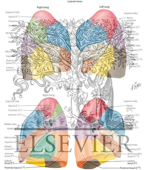 Bronchopulmonary Segments