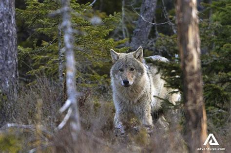 Wildlife Tours In Sweden