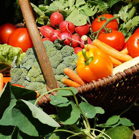 Légumes Variés Jardinerie Boncap