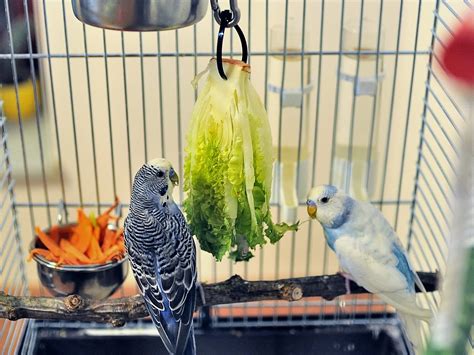 What Do Budgies Eat Budgerigar Diet Habits And Behaviour Birdfact