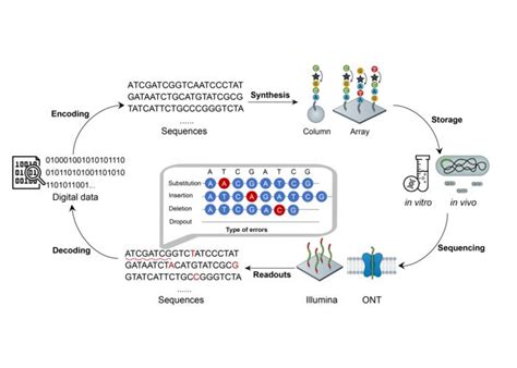 Overview Of Dna Digital Storag Image Eurekalert Science News Releases