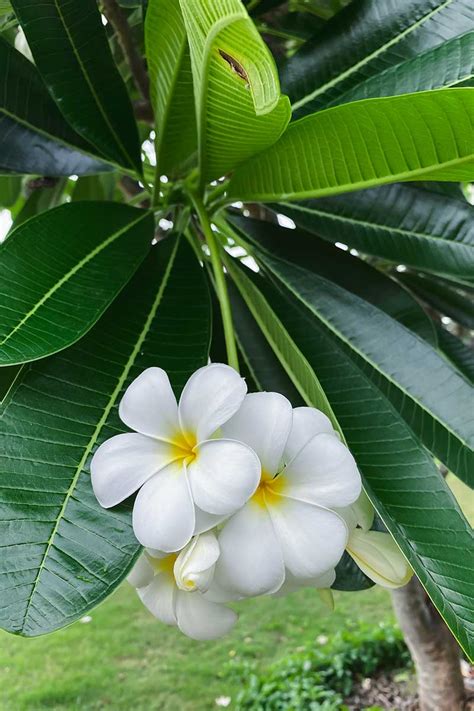 Growing Plumeria How To Care For Frangipani Gardeners Path