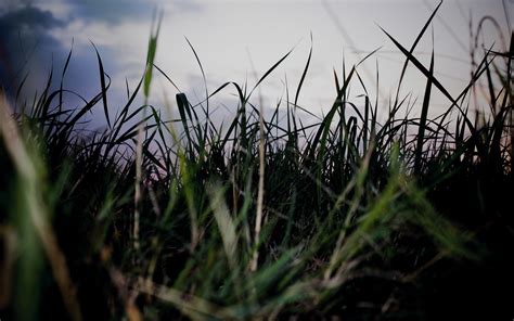 Grass Macro Hd Wallpaper Nature And Landscape Wallpaper Better
