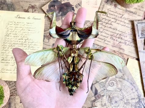 Rare Idolomantis Diabolica Giant Devils Flower Mantis Etsy