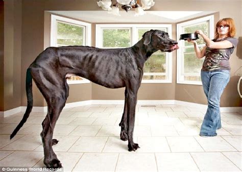 Zeus The Great Dane Holds The Guinness World Record For Tallest Dog