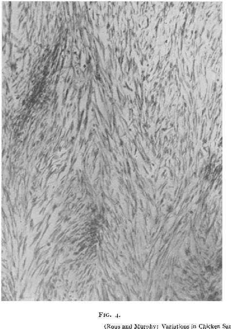 Figure 4 From Peyton Rous And Semantic Scholar