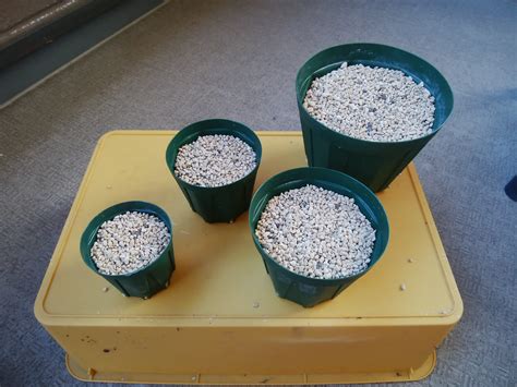 用土の保水性に鉢サイズが及ぼす影響 ひゅうが土 細粒 サボテンパイソン