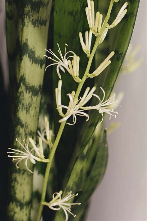 What Are The Different Types Of Snake Plants Gardeners Path