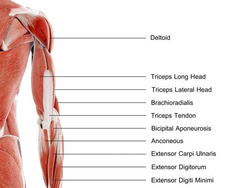 Upper Arm Muscles Biceps Brachii Muscle An Overview Sciencedirect