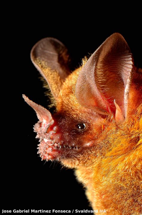 Murcielago Labiornado Fringe Lipped Bat Trachops Cirrhos Flickr