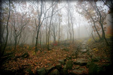 숲 안개 나무 Pixabay의 무료 사진