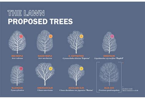 Uva Lawn Tree Framework Plan — Wolf Josey Landscape Architects