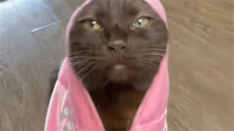 Mi Me Ma Mo Mu Mp3 Download