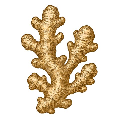 Ginger — Garnishes Ginventory