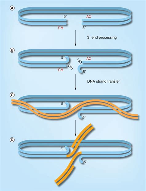 Figure 1 From The Molecular Biology Of Hiv Integrase Semantic Scholar