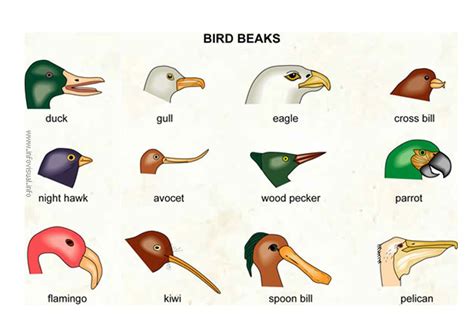 Different Types Of Bird Beaks Beak Variations Exploring The Diverse