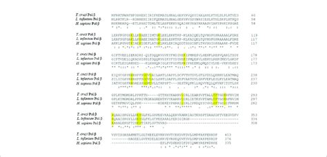 Protein Sequence Alignment Of T Cruzi L Infantum And Human Pol B