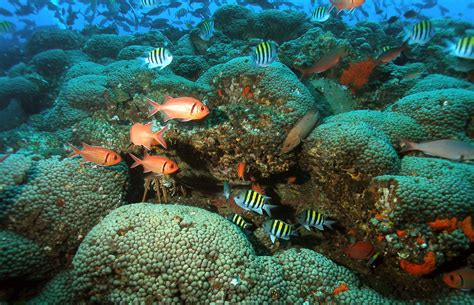 Biological Population And Communities