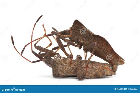 Stinkbugs Mating On A Leaf Reproduction Royalty Free Stock Image 278128084