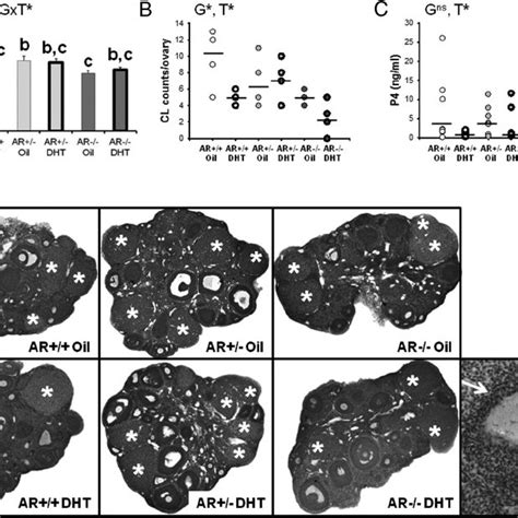 Schematic Diagram Of The Pcos Traits Displayed In This Pcos Mouse