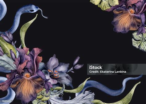 고딕 양식의 수채화 꽃과 검은 색에 고립 된 뱀이있는 프레임 손으로 그린 식물 요소 포장용 어두운 식물학 이미지입니다 백합 아이리스 요소 엽서 초대장 장식용 0명에 대한