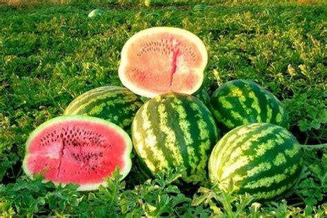 Маринованные соленые арбузы на зиму в банках вкусные рецепты