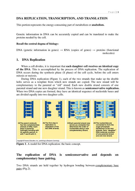 Dna Replication Transcription And Translation Dna Replication