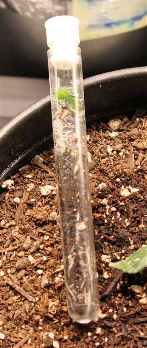 Cloning Feminized Autos And Reversing The Sex On The Clones With Sts