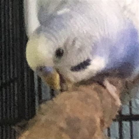 This Is The Face Of A Perch Killer Bella R Budgies