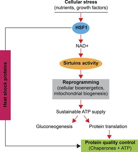 Model Of Hsf1 Function In Oxidative Metabolism Based On The Analysis