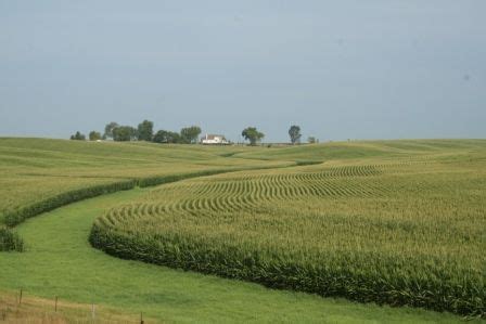 Iowa Cornfields Agriculture Stunning Landscape View Iowa Corn Field