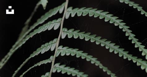 검은 배경에 녹색 잎의 클로즈업 사진 Unsplash의 무료 자연의 이미지