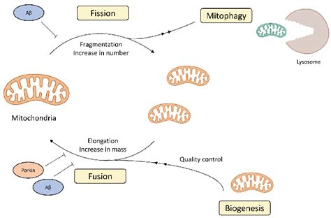 The Complicated Lives Of Mitochondria The Figure Illustrates The Download Scientific Diagram