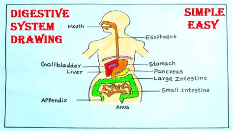 Digestive System Drawing Easy Step By Step With Labels Science
