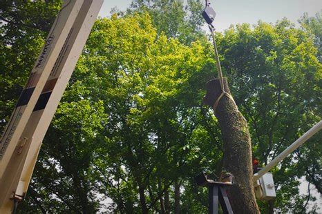 About Justin Tree Services Lawrence Township NJ Tree Care
