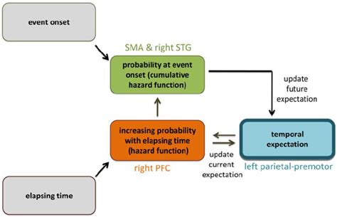 Temporal Expectation In The Brain Fixed Temporal Expectations Of When Download Scientific
