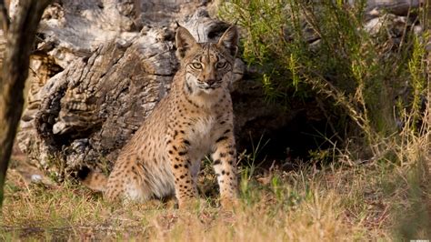 🔥 50 Animal Bobcat Wallpapers Wallpapersafari