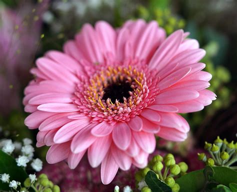 과 거베라 꽃 Pixabay의 무료 사진 Pixabay