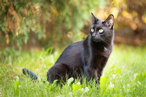 14 Things That Make Black Cats So Special The Nature Network