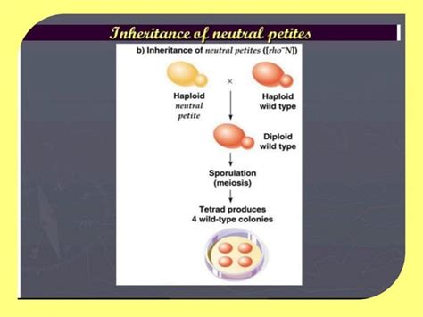 Cytoplasmic Inheritance With Referenceto Mitochondrial Inheritance In